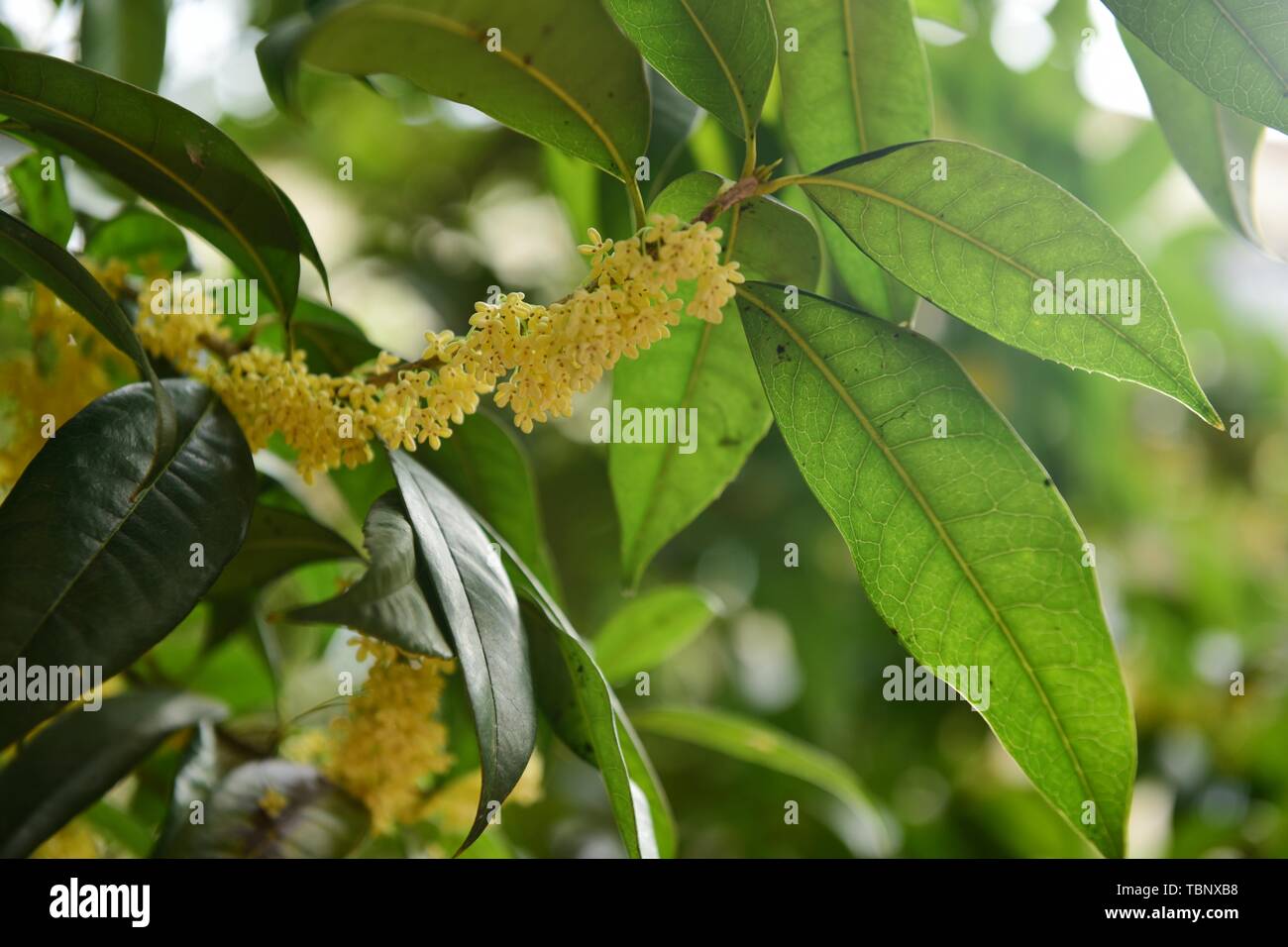 Silver osmanthus hi-res stock photography and images - Alamy