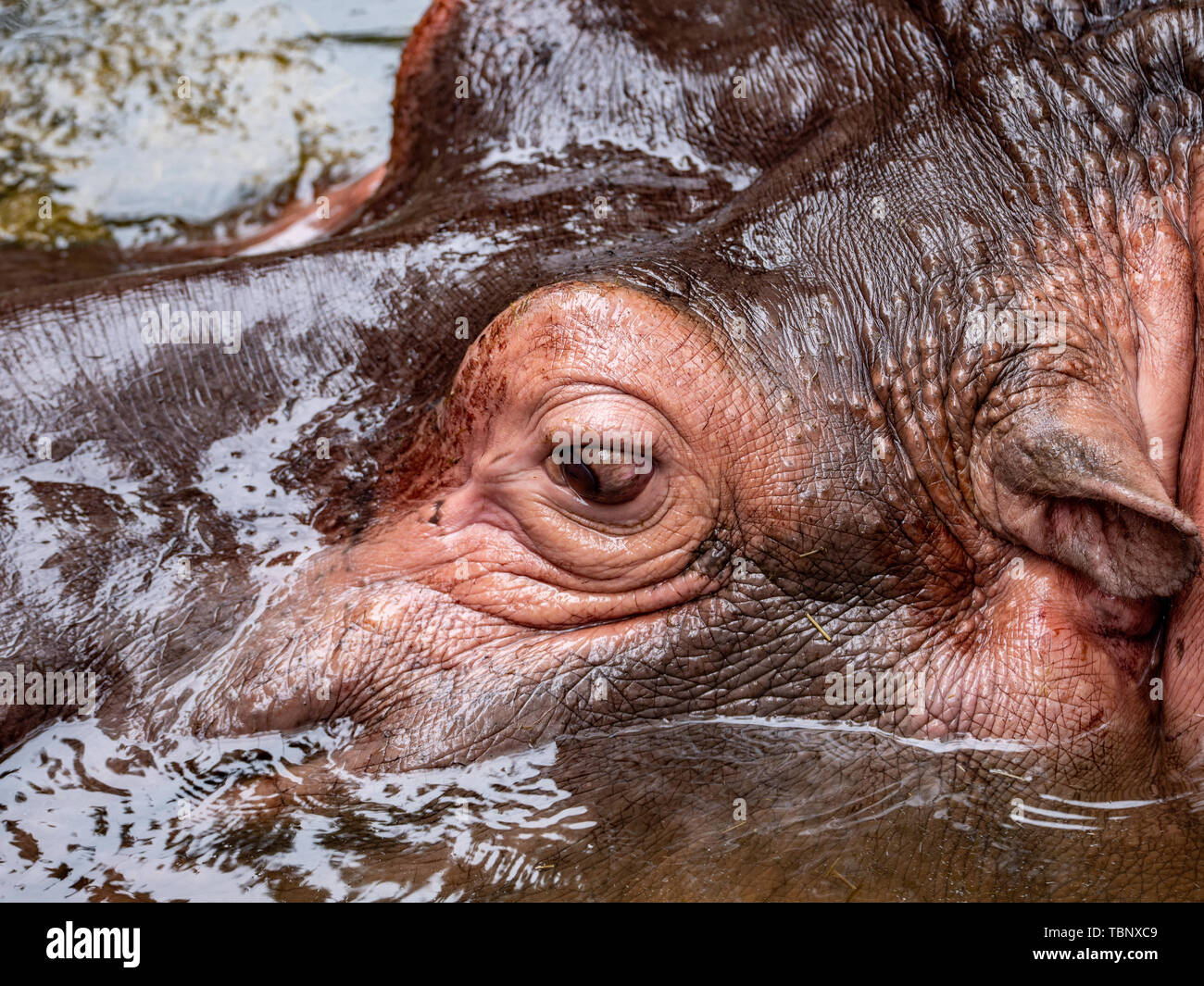 Hippo eye close-up Stock Photo - Alamy
