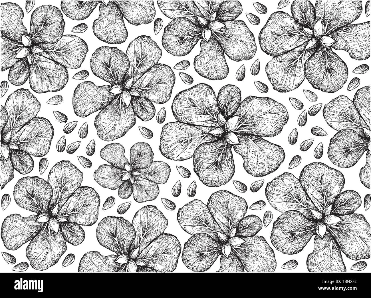 Illustration Wallpaper of Hand Drawn Sketch of Terminalia Catappa ...