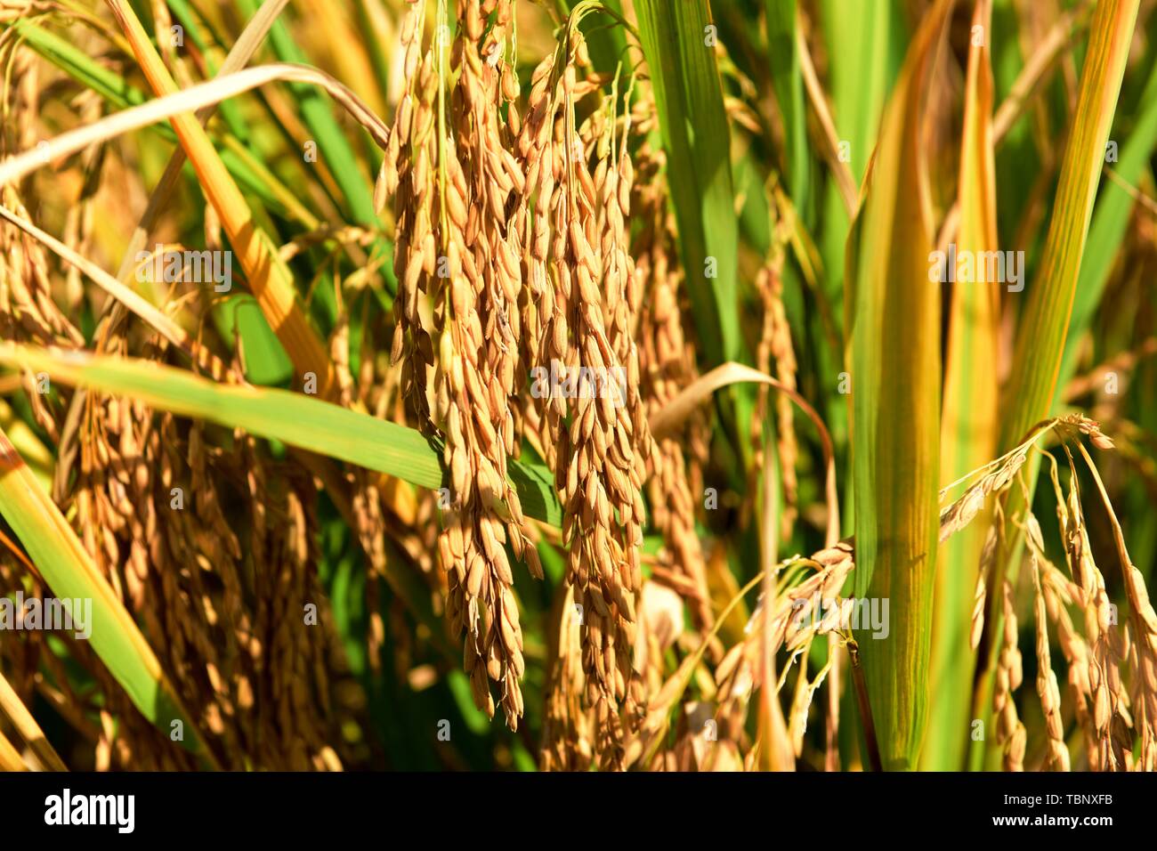High-definition rice spike Stock Photo - Alamy