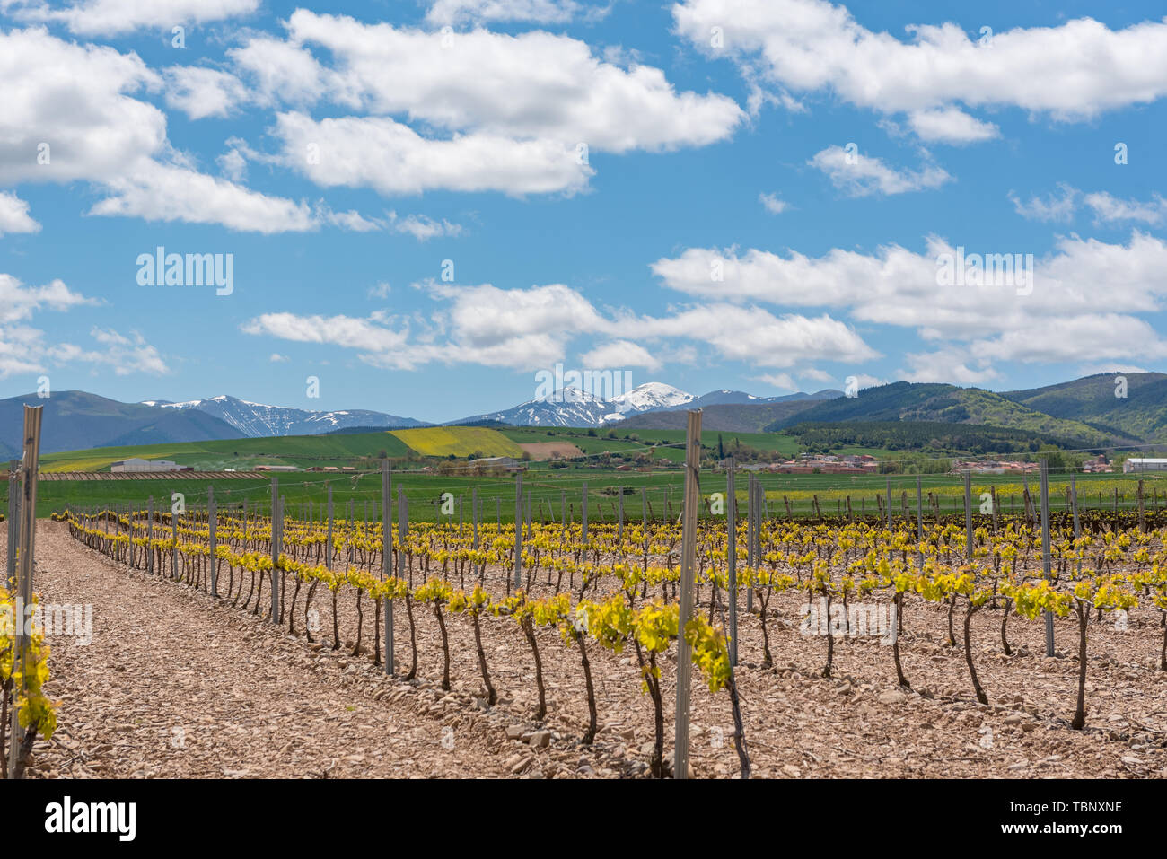 Winery vineyard wineyard spain hi-res stock photography and images - Alamy