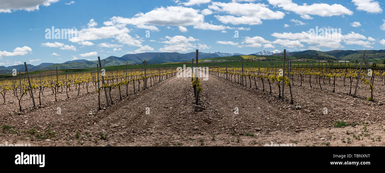 Vineyard landscape in La Rioja, Spain Stock Photo - Alamy