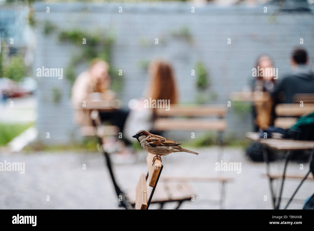 Bird in city. Sparrow sitting on table in outdoor cafe Stock Photo - Alamy