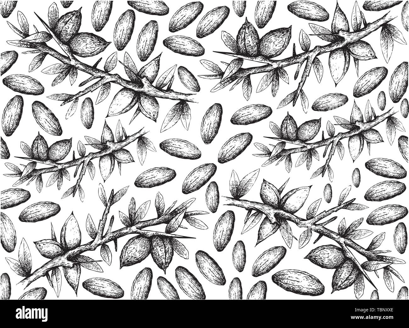 Illustration Wallpaper of Hand Drawn Sketch of Argan or Argania Spinosa ...