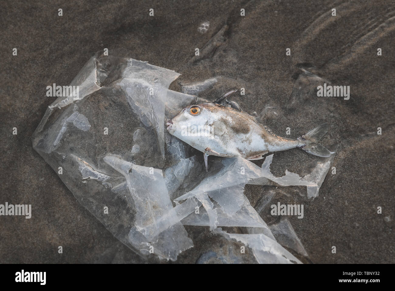 Death fish and plastic garbage on the beach in pollution sea scape ...