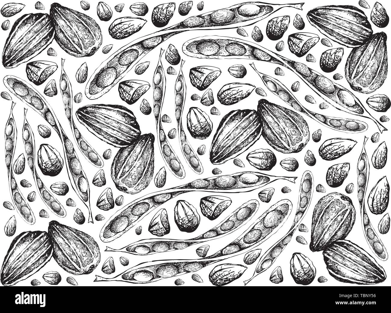 Dry cluster bean Stock Vector Images - Alamy