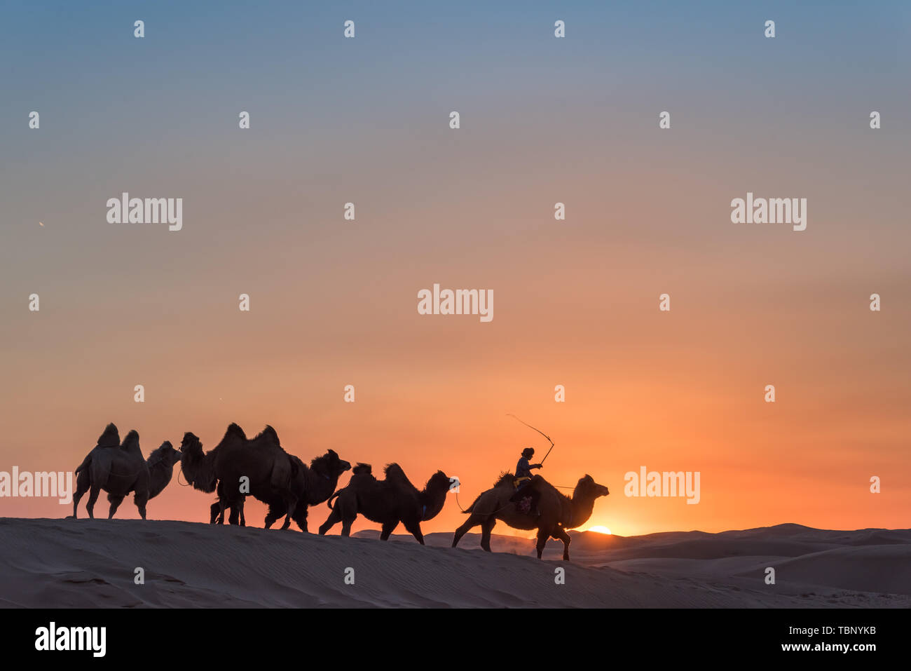 Red Sun Camels High Resolution Stock Photography and Images - Alamy
