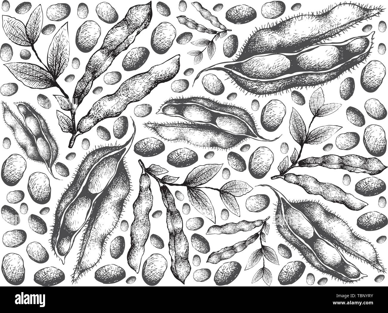 Field beans Black and White Stock Photos & Images - Alamy