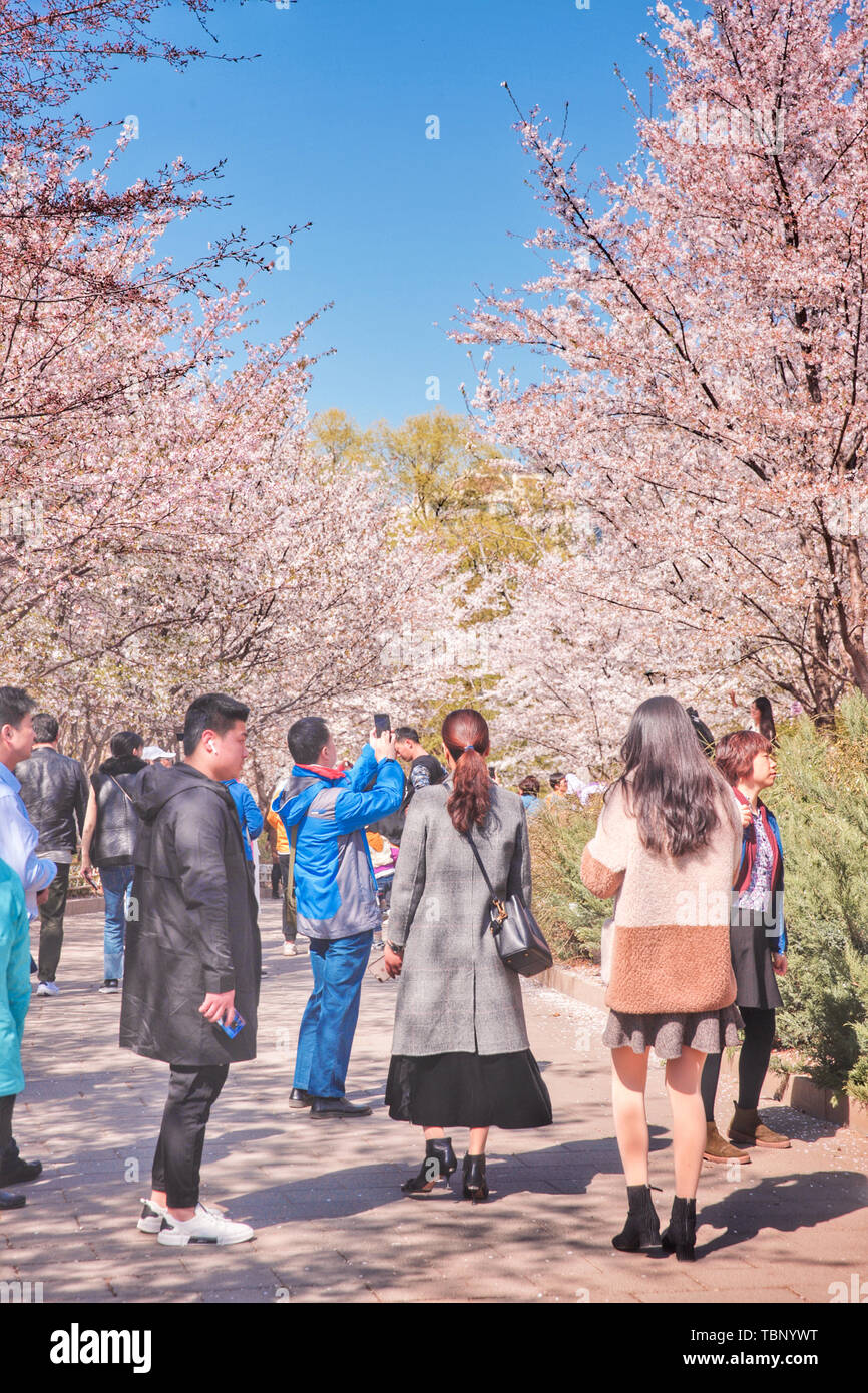 Beijing Yuyuantan Park Cherry Blossom Festival Stock Photo - Alamy