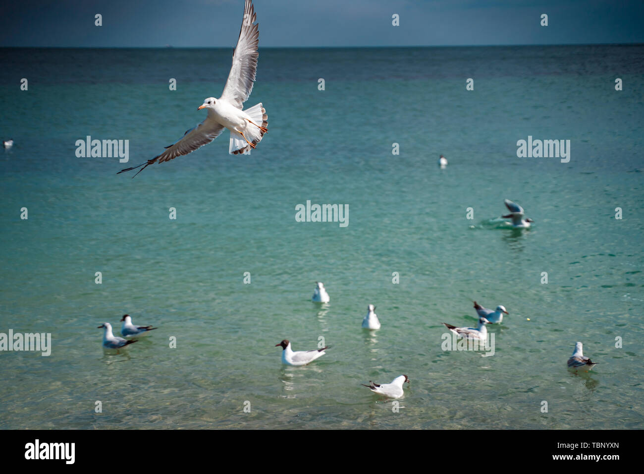 Seagulls are float and fly over the sea surface Stock Photo - Alamy