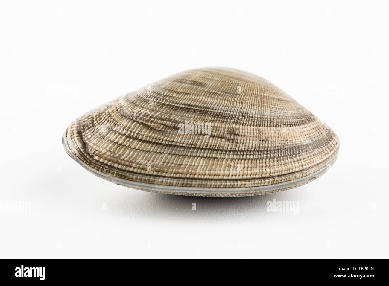 Fan Clams High Resolution Stock Photography and Images - Alamy
