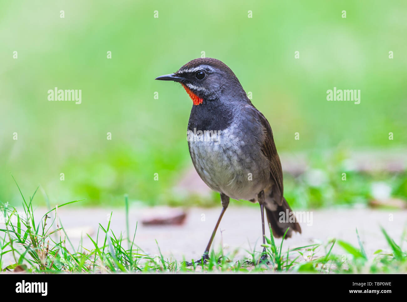 Black-breasted robins in the bushes Stock Photo - Alamy