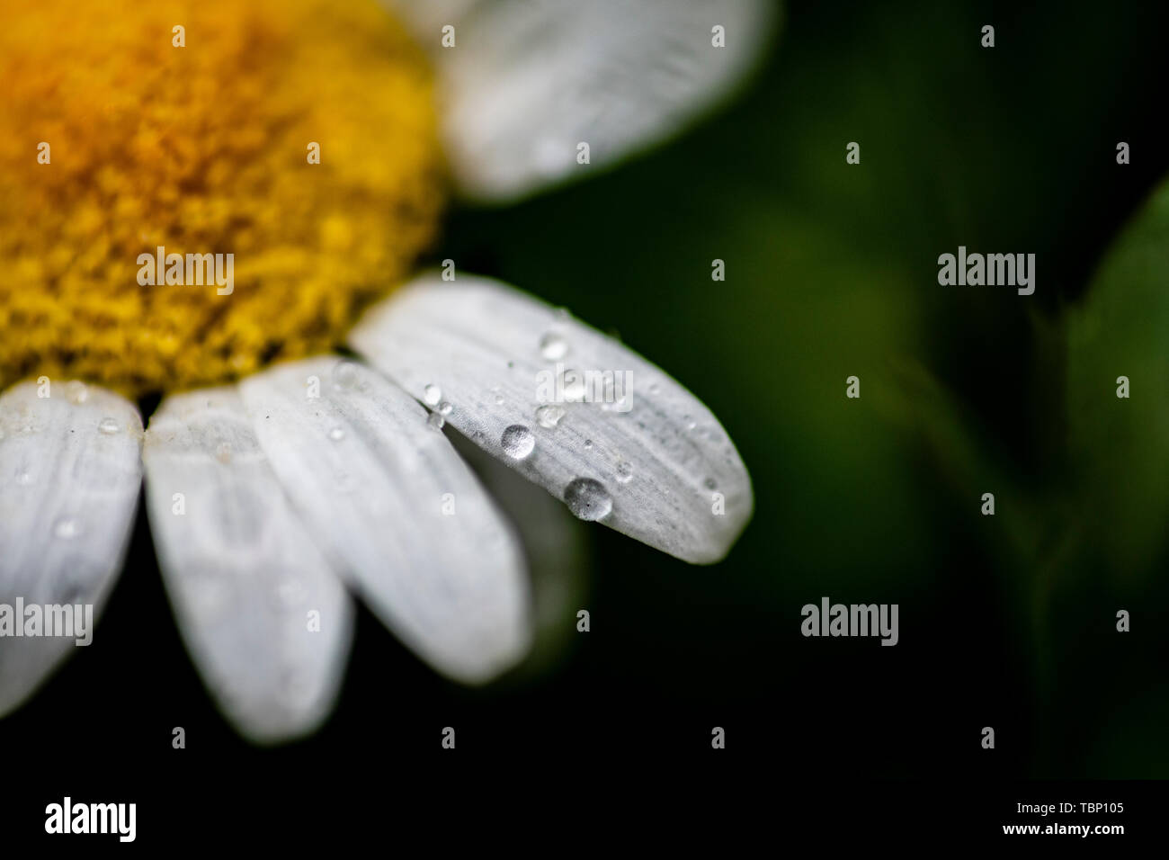 Daisy after rain Stock Photo - Alamy