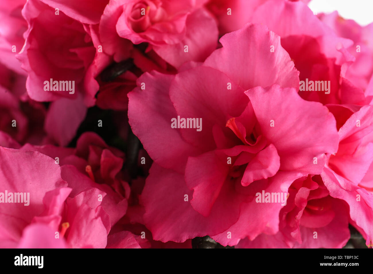 Beautiful azalea flowers, closeup Stock Photo - Alamy
