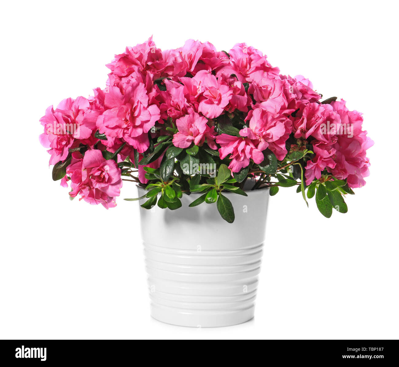 Azalea pot Cut Out Stock Images & Pictures - Alamy