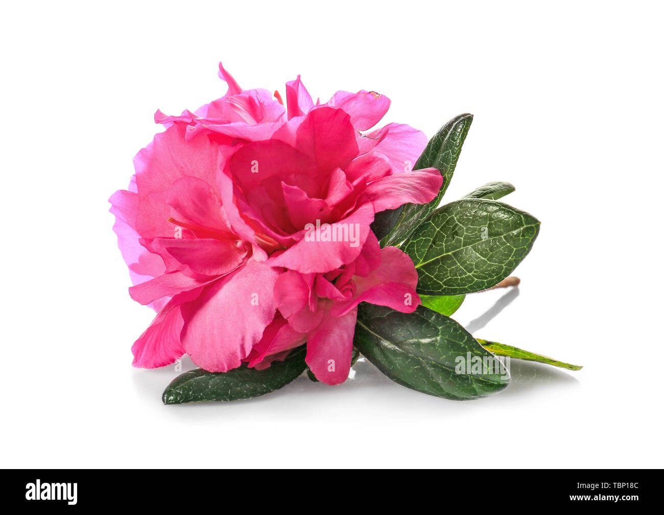 Beautiful azalea flower on white background Stock Photo - Alamy