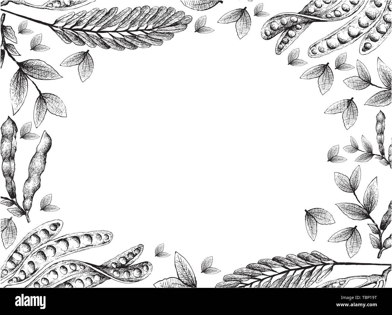 Illustration Frame of Hand Drawn Sketch of Sato, Parkia Speciosa ...