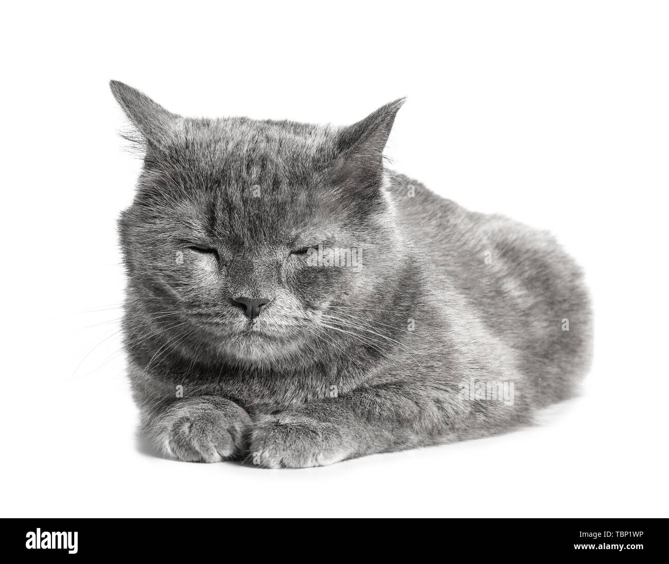 Cute funny cat on white background Stock Photo - Alamy