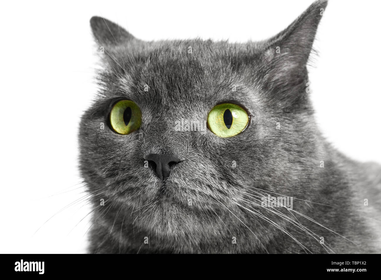 Cute funny cat on white background Stock Photo - Alamy