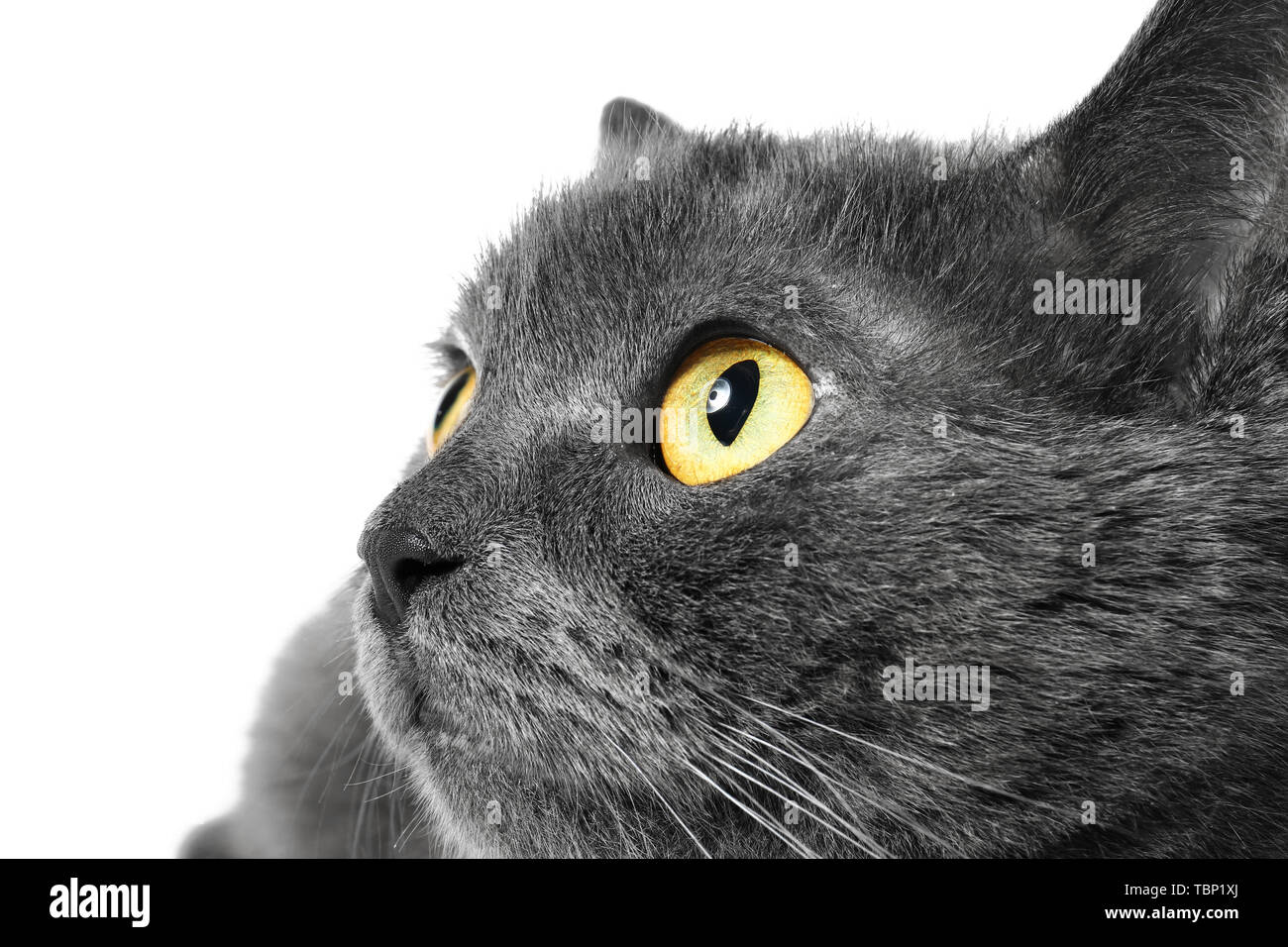 Cute funny cat on white background Stock Photo - Alamy