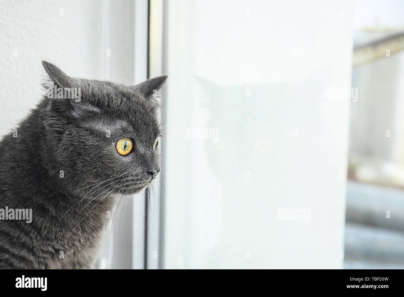 Cute funny cat near window at home Stock Photo - Alamy