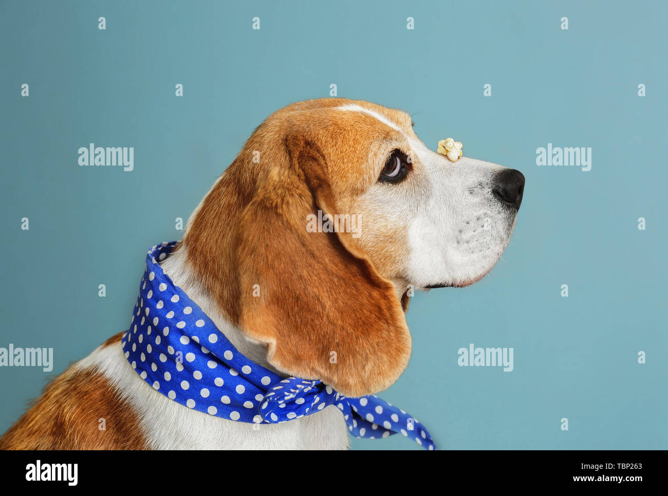 Cute funny dog with popcorn on nose against grey background Stock Photo ...