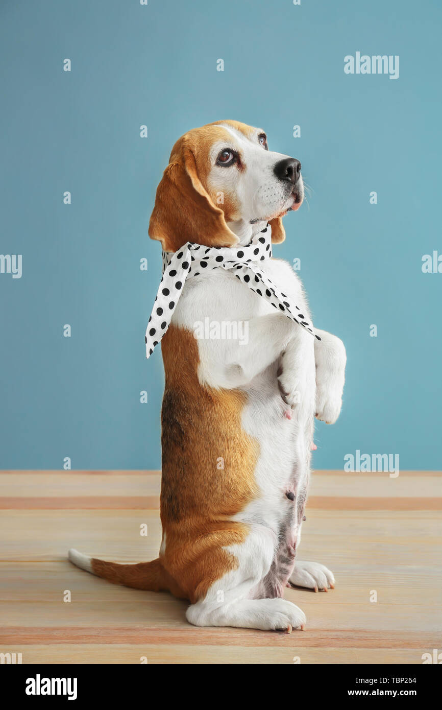 Cute funny dog standing on wooden table Stock Photo - Alamy