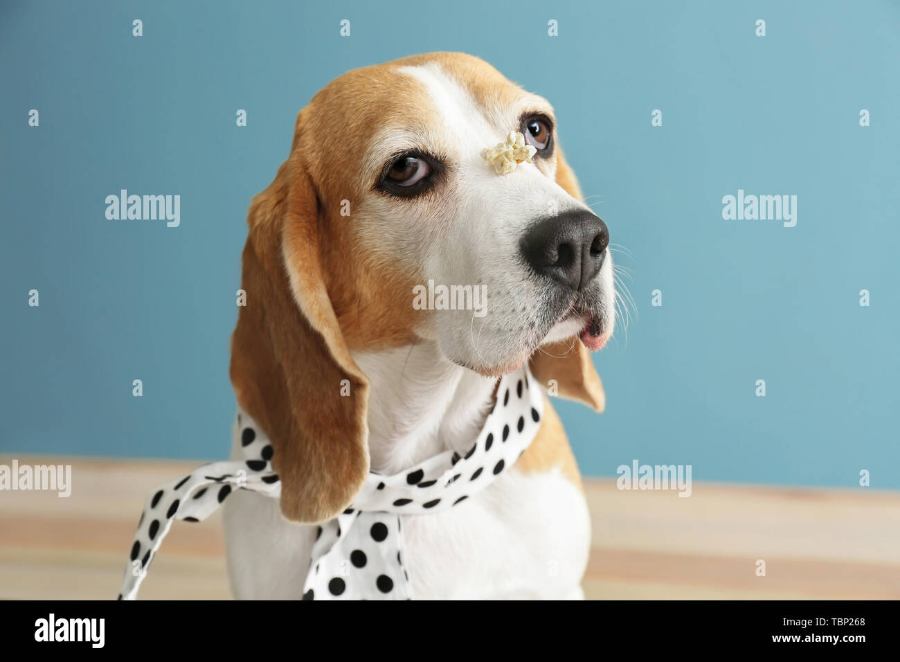 Cute funny dog with popcorn on nose Stock Photo - Alamy