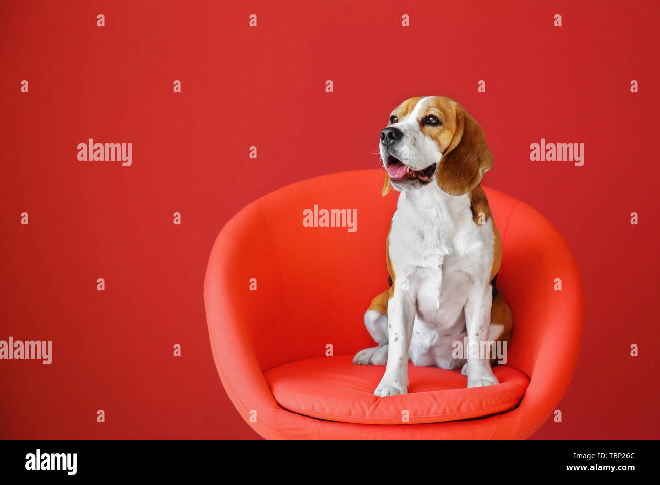 Cute funny dog sitting in armchair on color background Stock Photo - Alamy