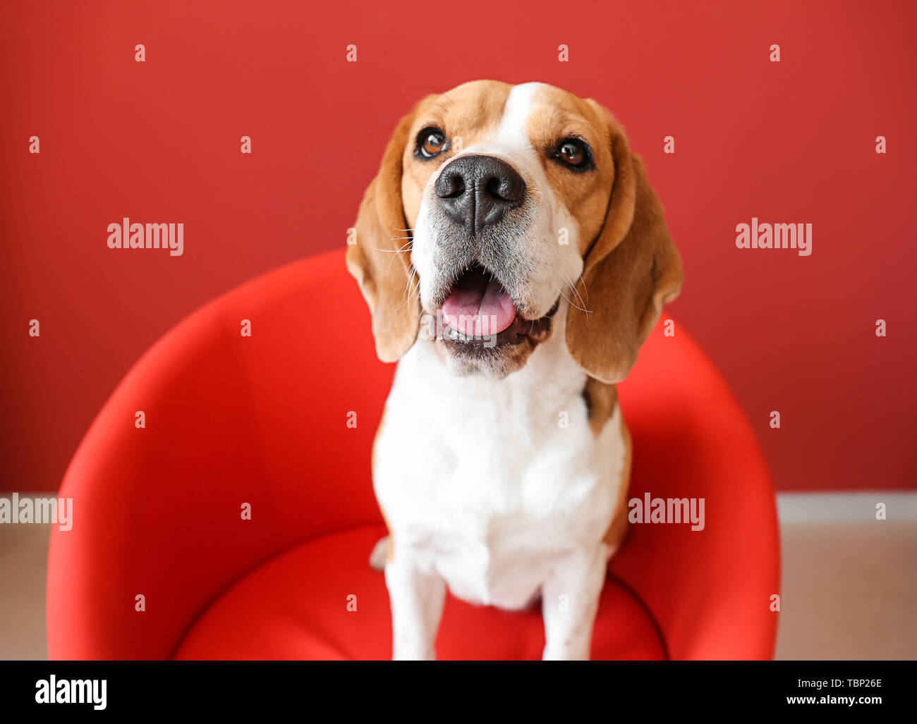 Cute funny dog sitting in armchair Stock Photo - Alamy