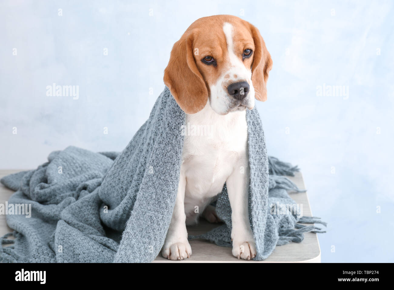 Cute funny with plaid on light background Stock Photo - Alamy