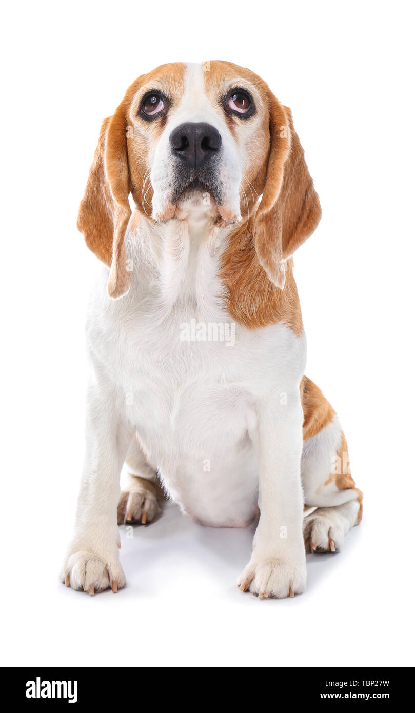 Cute funny dog on white background Stock Photo - Alamy