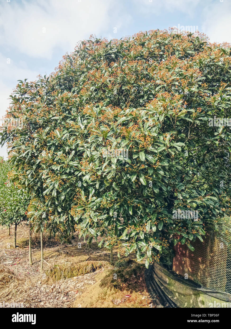 Grain planting fruit hi-res stock photography and images - Alamy