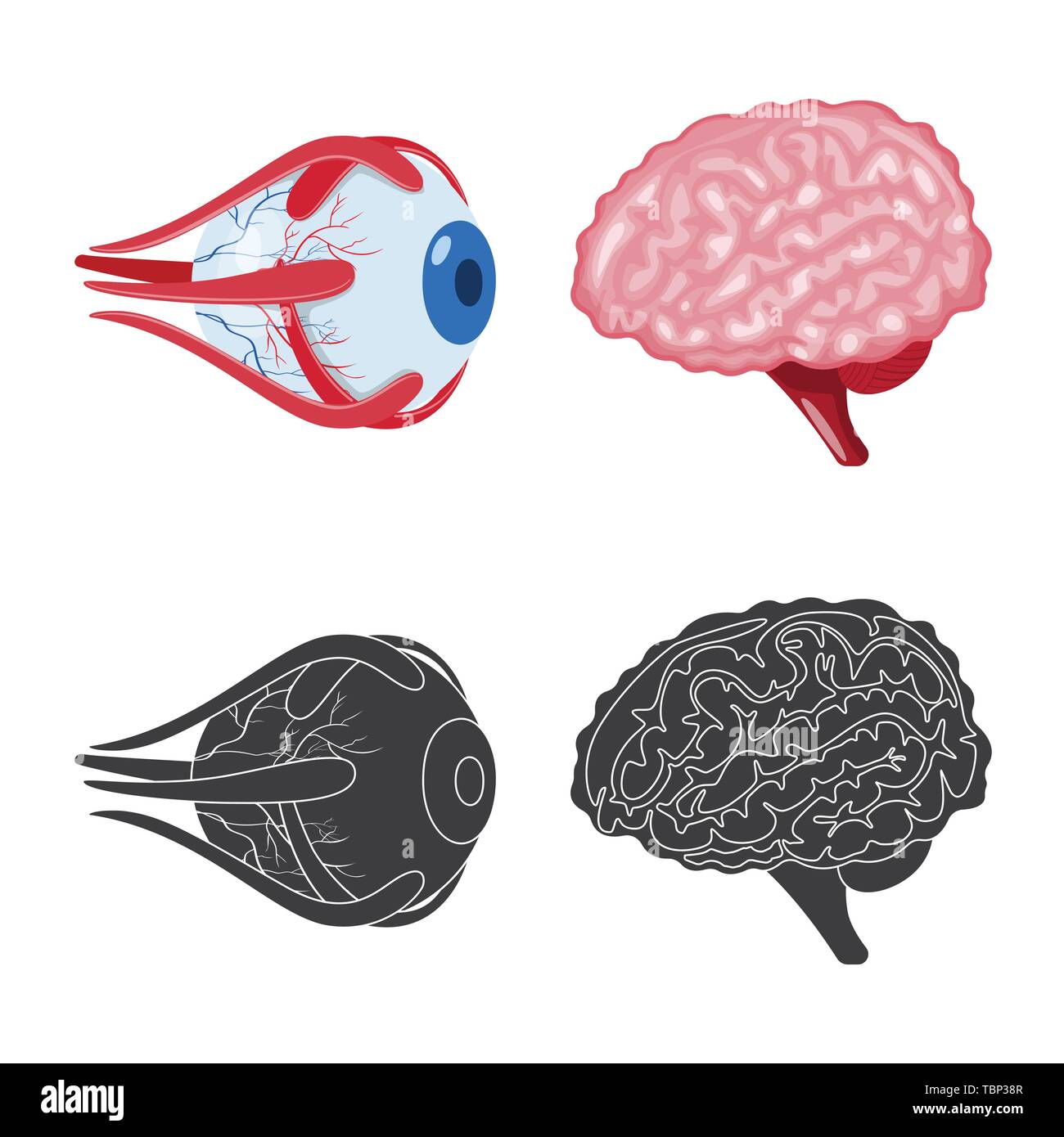 eyeball,brain,eye,mind,cornea,intelligence,layers,science,structure ...
