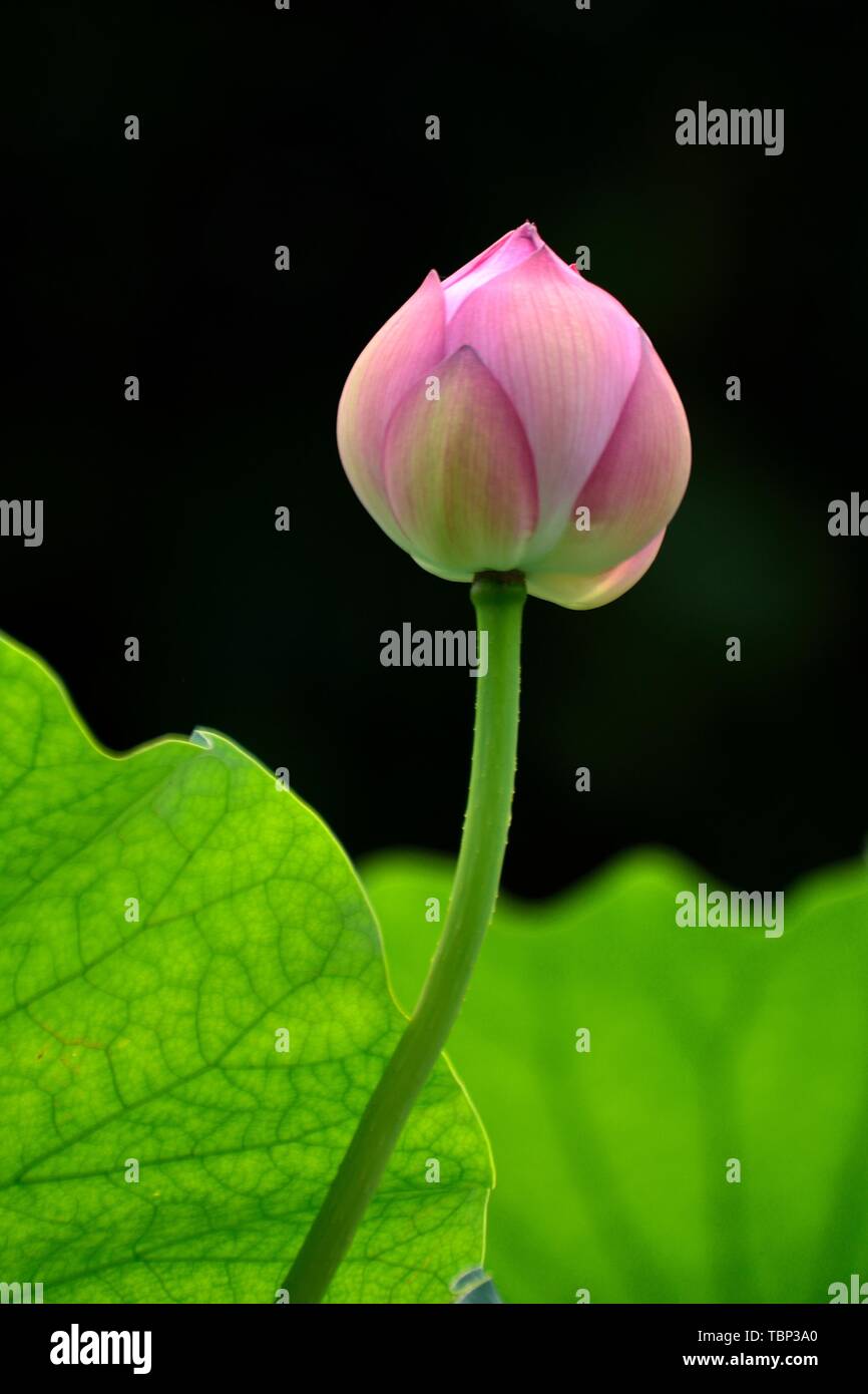 A unique lotus Stock Photo - Alamy