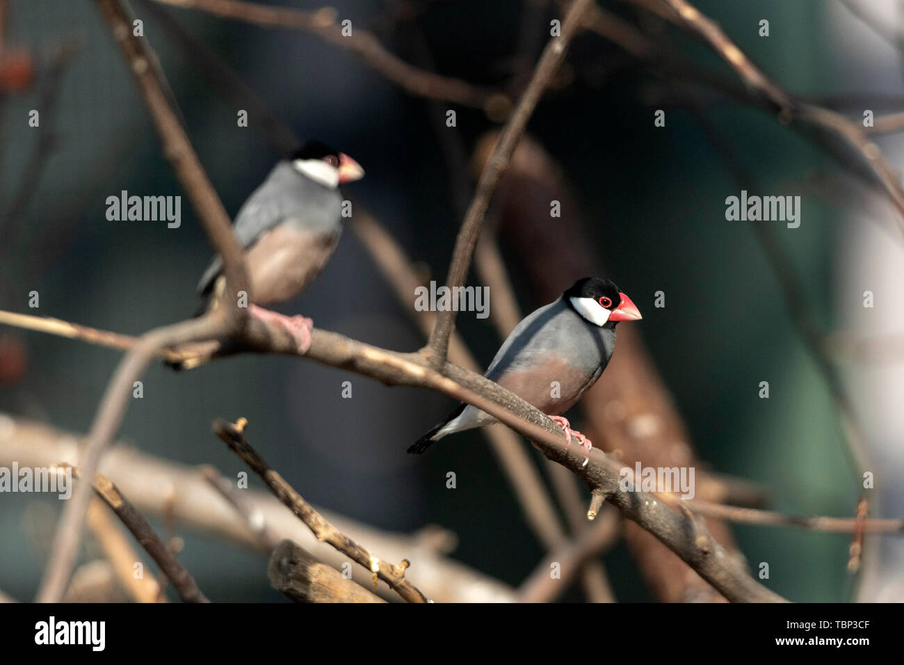 Grey mandarin bird Stock Photo - Alamy