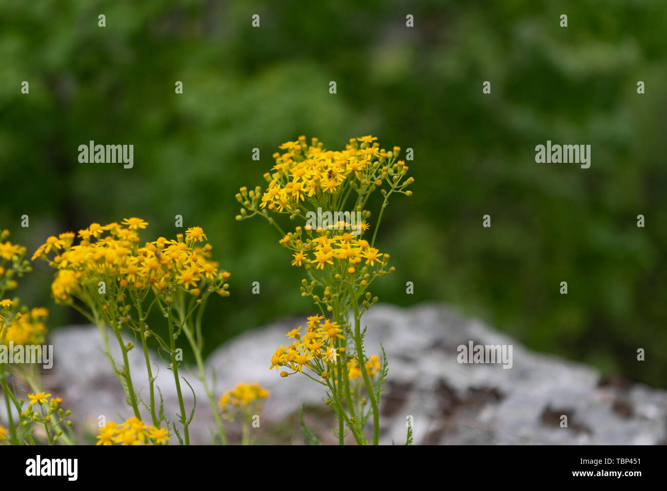 Rock ragwort hi-res stock photography and images - Alamy