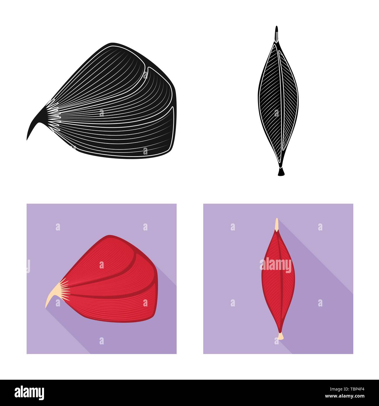 Vector illustration of fiber and muscular symbol. Set of fiber and body ...