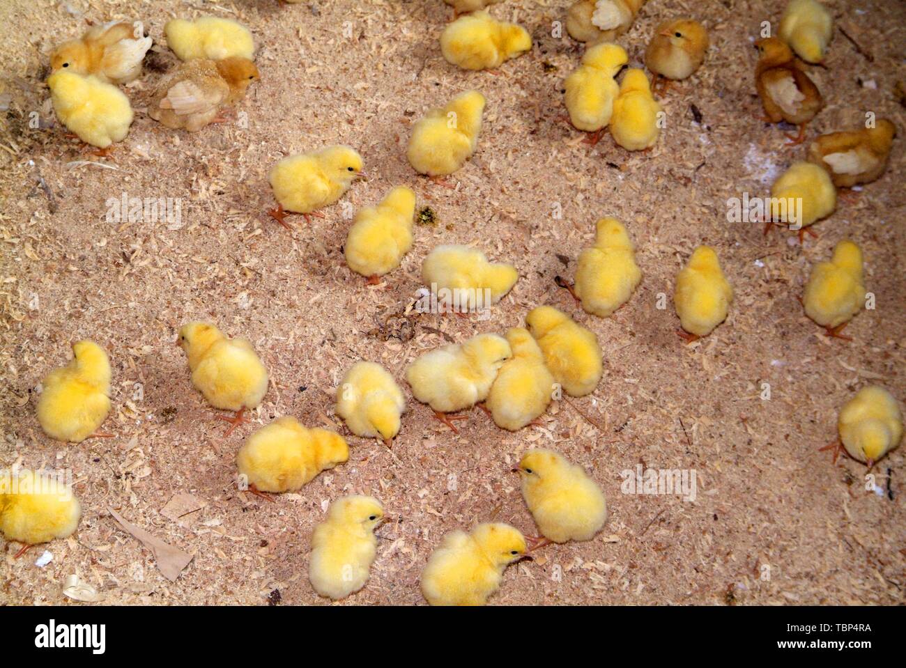 Chicks of a few days, raised on the ground Stock Photo - Alamy