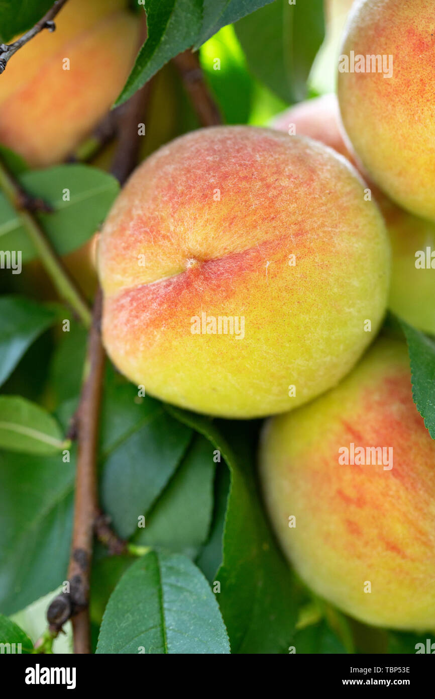Ripe orange peaches hanging on the tree, beautiful and healthy fruits ...