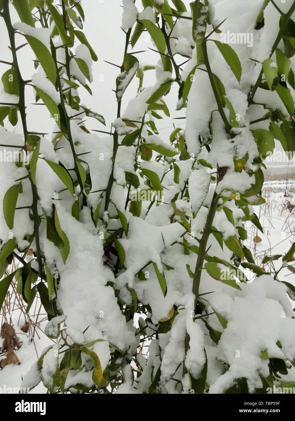 Plants in the snow Stock Photo - Alamy