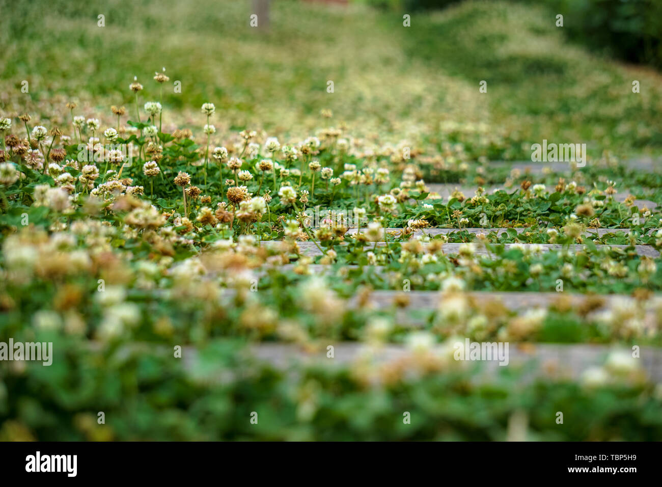 Four-leaf grass bushes Stock Photo - Alamy