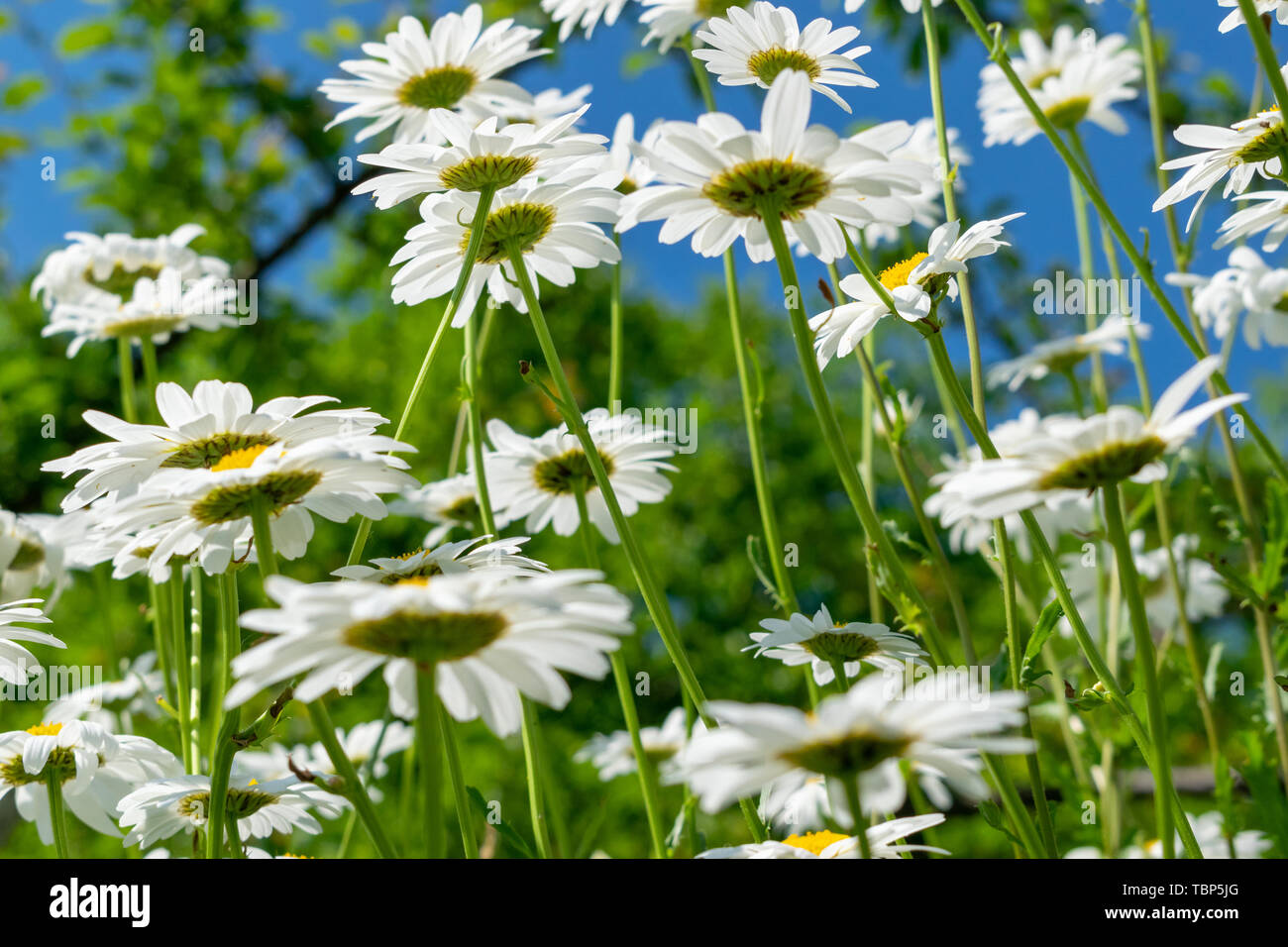 Daisies growing in the garden against blue sky background on a summer ...