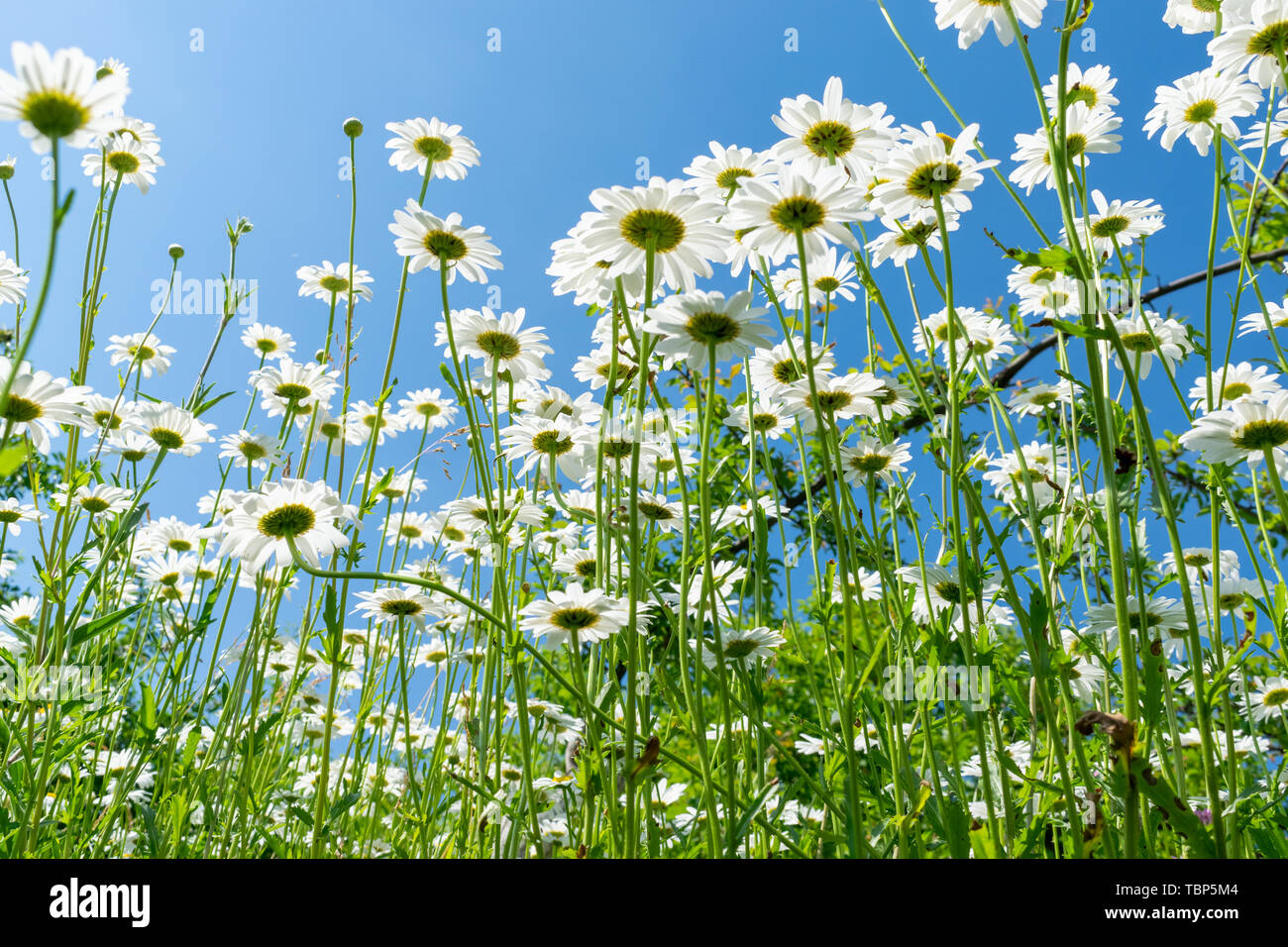 Daisies growing in the garden against blue sky background on a summer ...