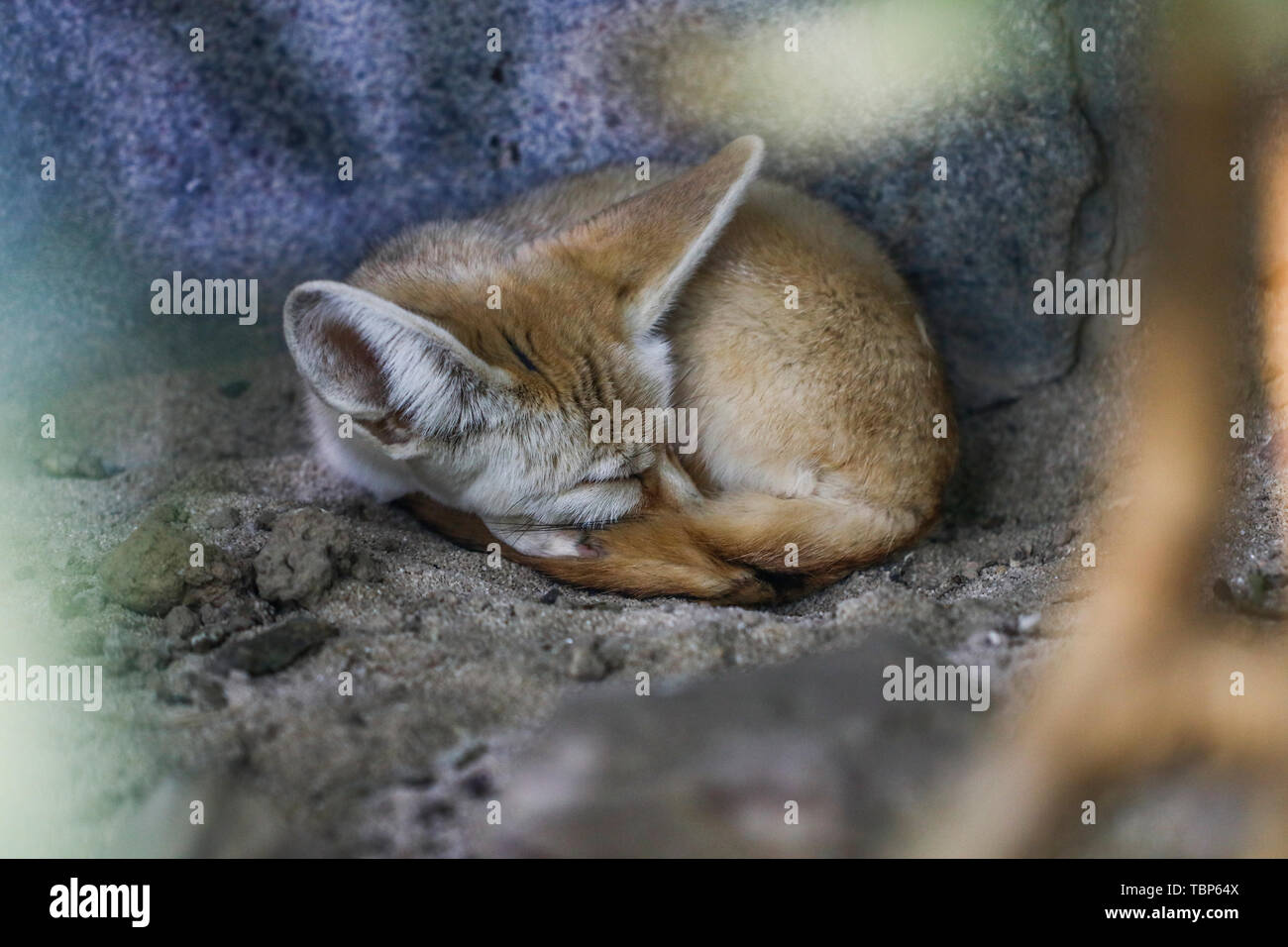 Foxy cat hi-res stock photography and images - Alamy