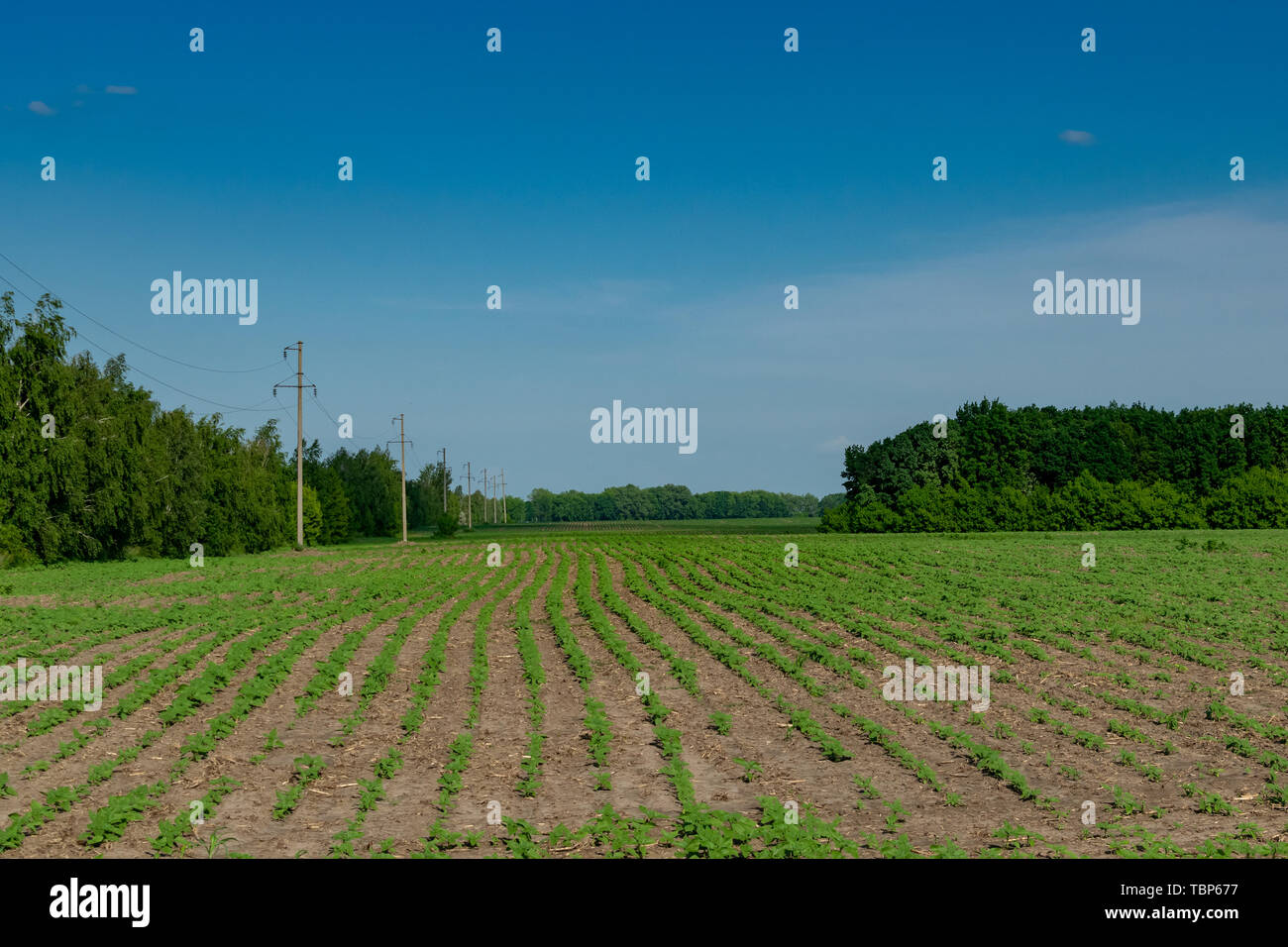 Young sunflower plants growing on the field in early summer Stock Photo ...