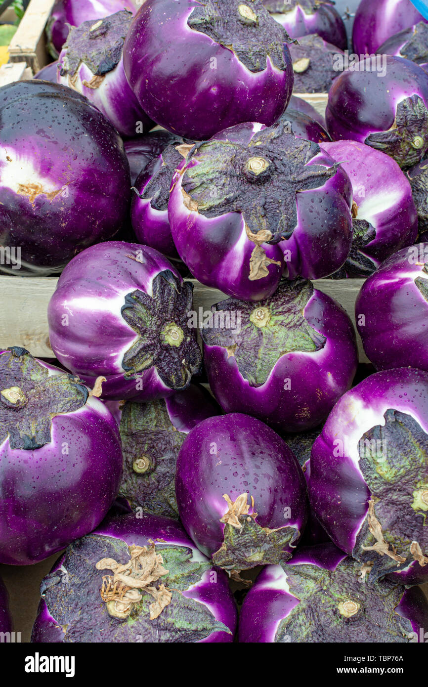 New harvest of tasty Sicilian round Viola eggplants vegetables on ...