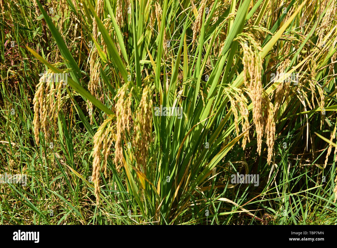 High definition rice hi-res stock photography and images - Alamy