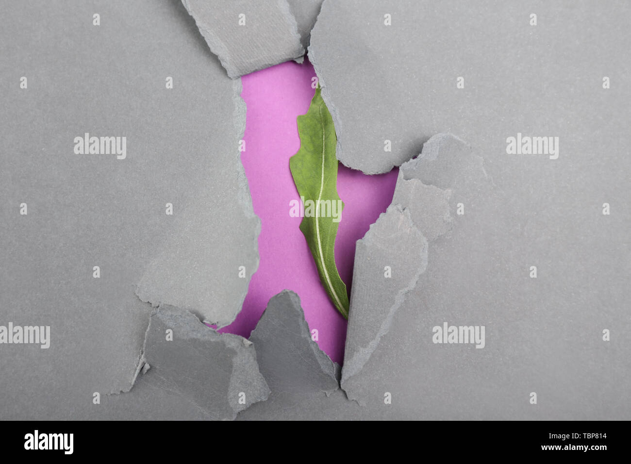 Leaf of fresh arugula visible through hole in torn paper Stock Photo ...