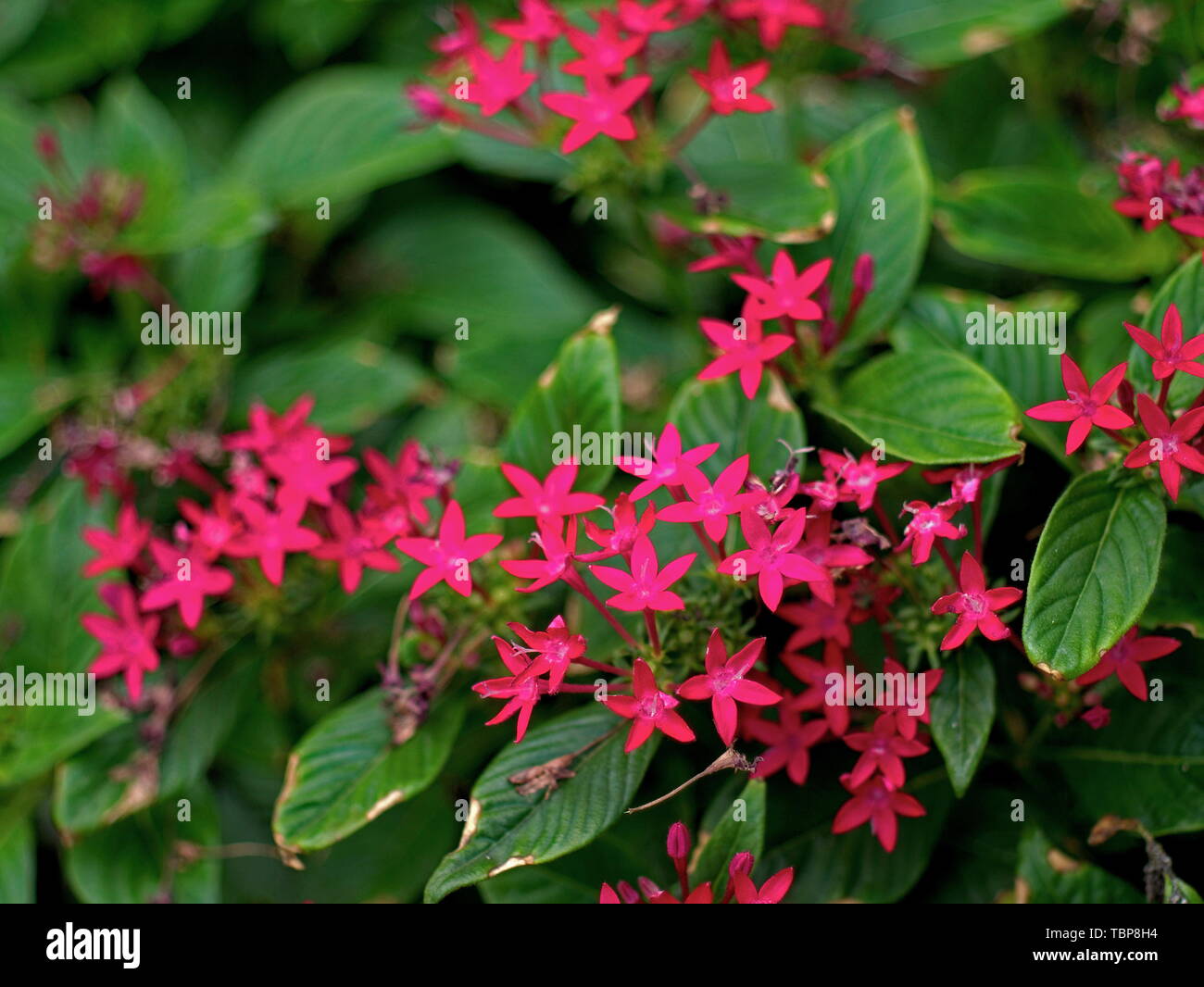 Five star flowers flowers and nature plants hi-res stock photography ...